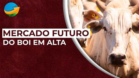 Mercado futuro do boi em alta mercado físico estabiliza YouTube