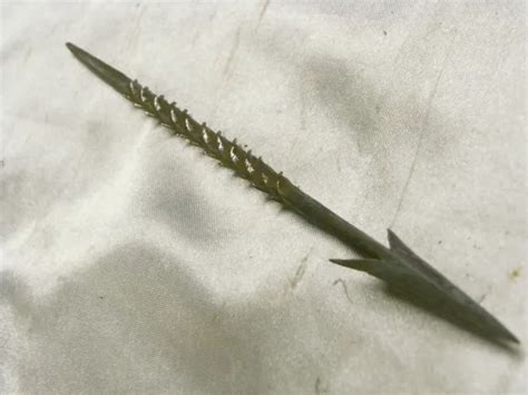 ANCIENNE POINTE DE Lance Fleche Fer Forge Chasse Art Premier Afrique