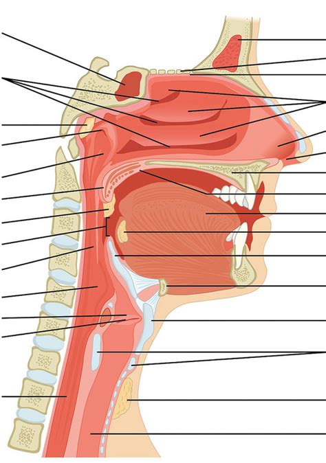 Sagital Section Of Head And Neck Diagram Quizlet