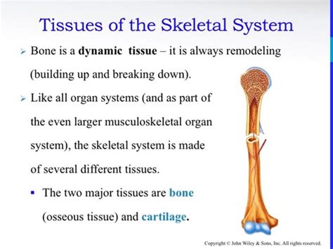 Chapter Bone Tissue Flashcards Quizlet