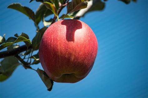 Manzana Árbol De Fruta Foto gratis en Pixabay Pixabay