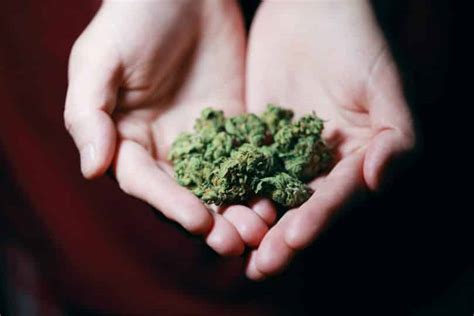 O que mudou nos países que legalizaram a Cannabis descubra