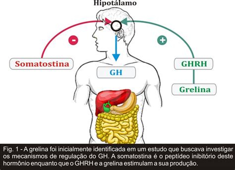 HORMÔNIO DO CRESCIMENTO GH EFEITOS DO GH EM GRELINA LEPTINA E