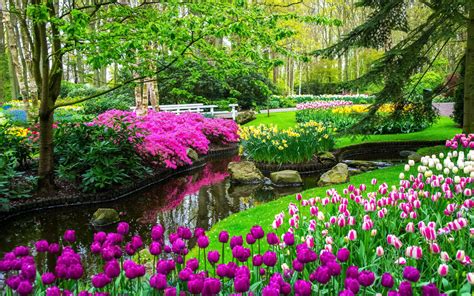 Fond d écran la nature printemps fleurs Pays Bas Tulipes