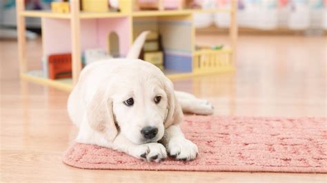 Apprendre la propreté à un chiot méthode et erreurs à éviter