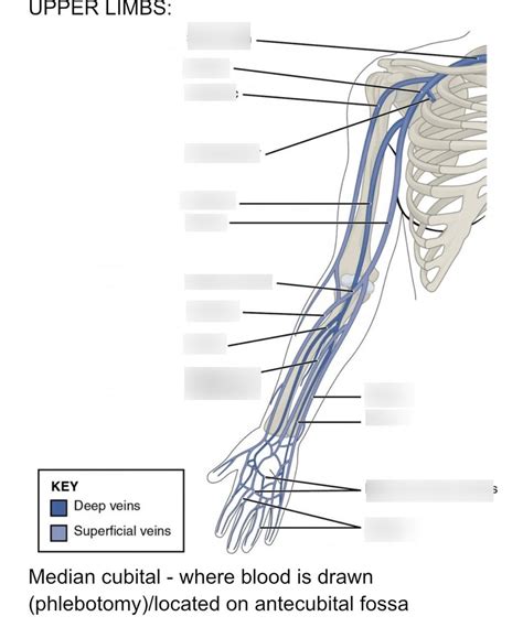 Upper Limbs Vein Diagram Quizlet