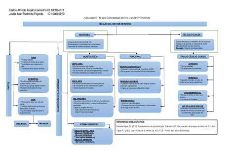 R Actividad Mapa Conceptual C Lulas Del Sistema Nervioso Actividad