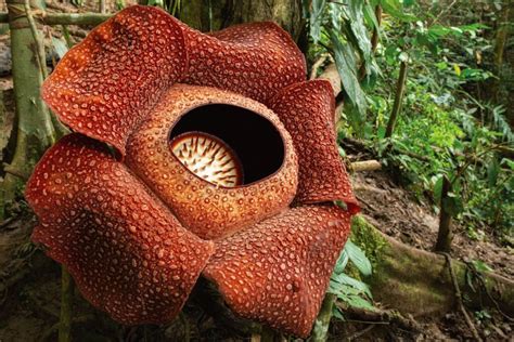 LAS PLANTAS más RARAS del MUNDO TOP