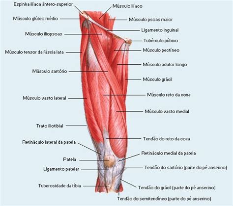 Anatomia Humana Sistema Muscular Membros Inferiores Coxa
