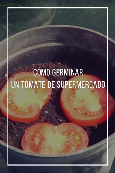 Cómo germinar un tomate de supermercado