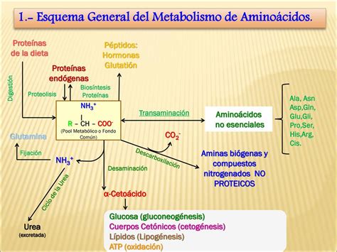 Esquema de proteínas Fotos Guía 2024