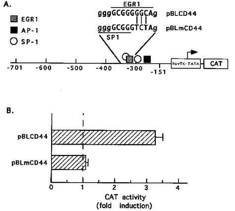 The EGR1 Binding Motif At Bp 301 Is Necessary For PMA Induced CD44