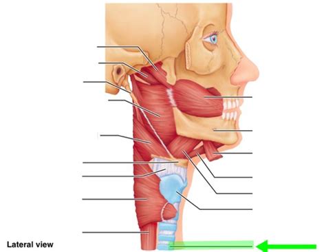 Anatomy Throat And Neck Muscles Images Flashcards Quizlet