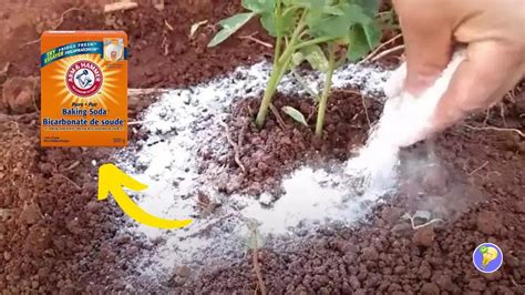 5 Utilisations Du Bicarbonate De Soude Dans Le Jardin