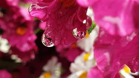 Fleurs D Eau Nemesia Dominique Desquets Flickr