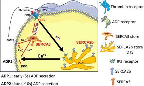 Calcium And Ip3 In Signaling Pathways