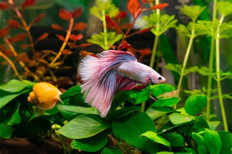 Top 7 Best Plants For Betta Fish Tanks Fish Informer