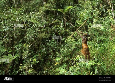 Yali Hunter With Bow And Arrow West Papua West New Guinea Irian Jaya Indonesia Asia Stock