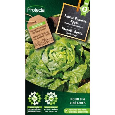 Laitue Pommée Appia Protecta Graines paysanne