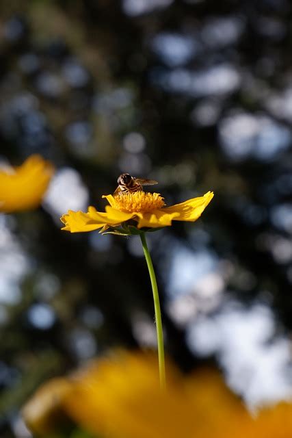 Bi Honungsbi Insekt Gratis Foto P Pixabay Pixabay