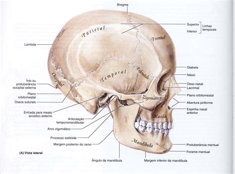 Crânio Anatomia dental Anatomia sistemica Anatomia dos ossos
