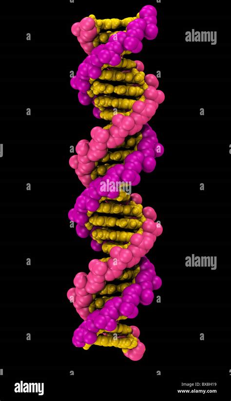 3d Dna Models
