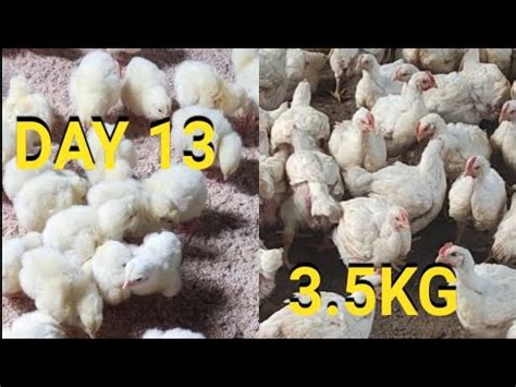 Broiler Farming Made Easy Day To Day Broilers Grow Details Th