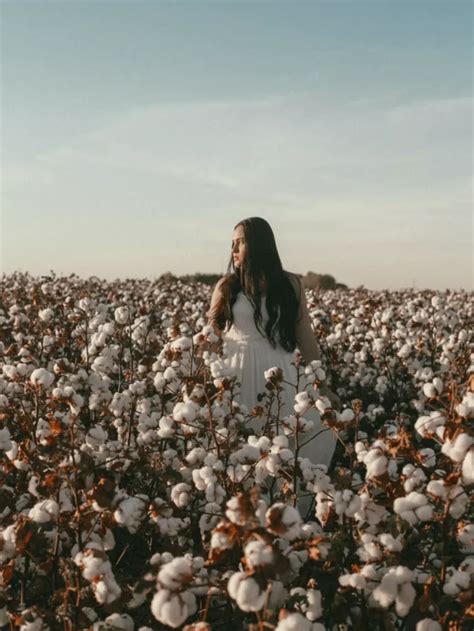 Top Cotton Producing States In India Agriculture Review