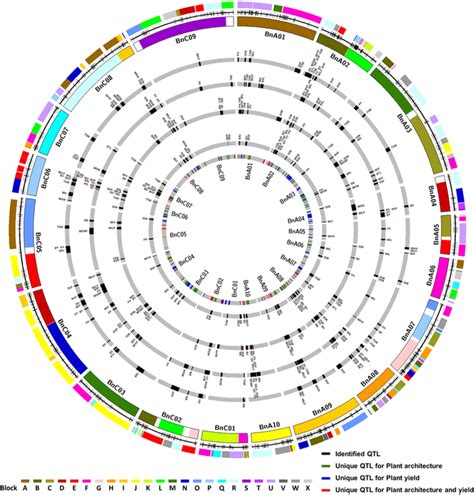 mapping quantitative trait loci qtls for pa plant architecture and download scientific