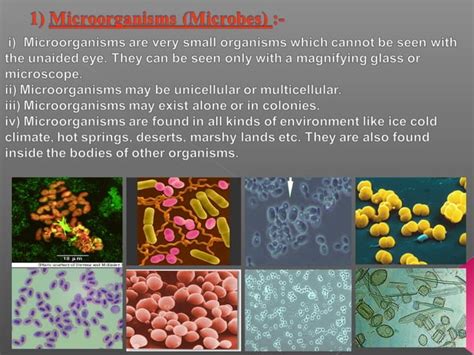 Microorganisms Friend And Foe PPT