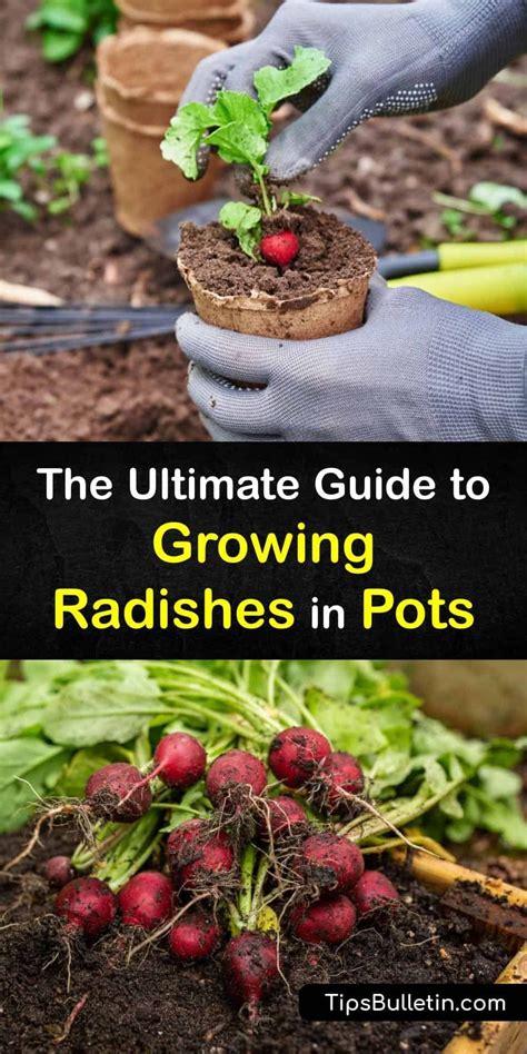 The Ultimate Guide To Growing Radishes In Pots Artofit