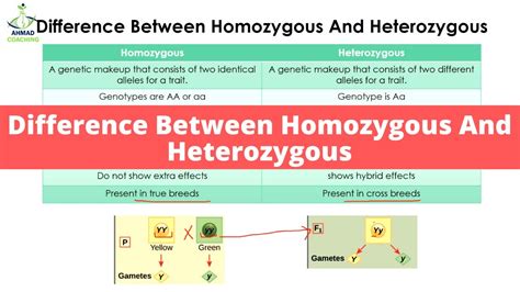 Difference Between Homozygous And Heterozygous Genetics YouTube