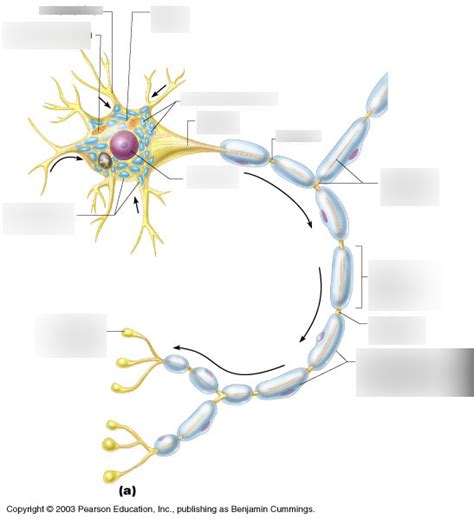 Neuron Diagram Diagram Quizlet