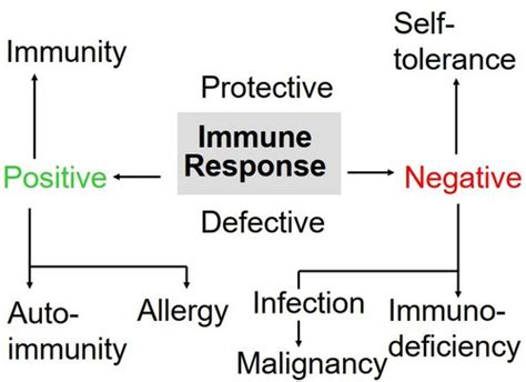 Self Tolerance And Autoimmunity Flashcards Quizlet