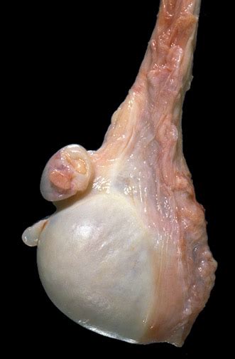 Pathology Outlines Anatomy And Histology The Best Porn Website