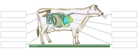 Cow Digestive System Diagram Diagram Quizlet
