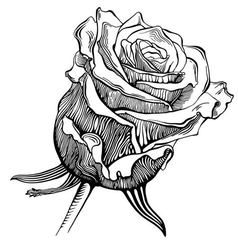 Black And White Digital Drawing Sketch Rose Stock Vector Illustration