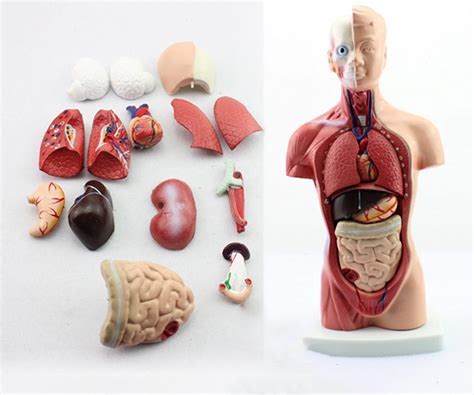 Buy Human Torso Model Cm Human Internal Organs Anatomy Torso