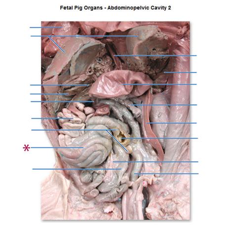 Anatomy And Physiology Lab Quiz Flashcards Quizlet
