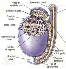Path2 Block3 Male Genitalia Flashcards Quizlet