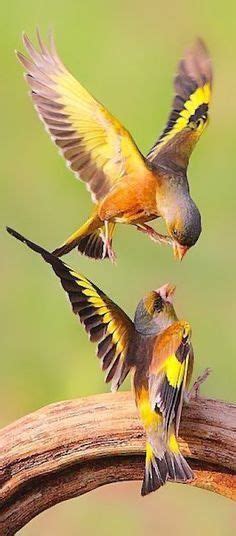 Kuşlar Birds Vögel Uccelli Beautiful birds Colorful birds Pet birds