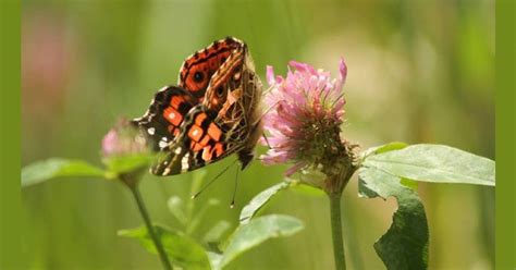 Bogot Celebra La Semana De Los Insectos Hasta El De Junio De