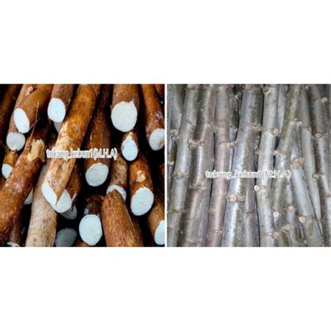 Jual Bibit Stek Singkong Ketela Pohon Singkong Putih Cinta Manis Siap
