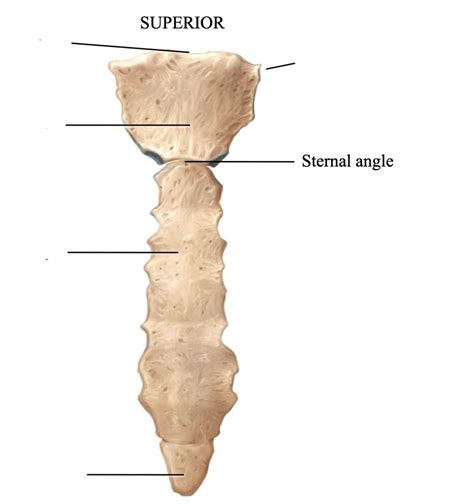 Sternum Diagram Diagram Quizlet