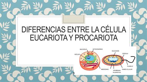 Diferencias Entre La C Lula Eucariota Y Procariota Pptx