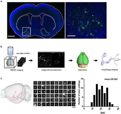 Frontiers Whole Brain Reconstruction Of Neurons In The Ventral
