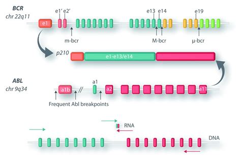 Is Dna A Better Assay For Residual Disease In Chronic Myeloid Leukemia
