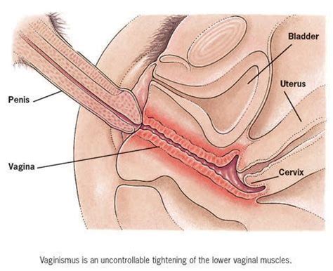 Diagram Of Penis In Vagina Xxgasm