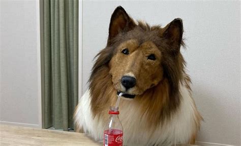 Toco el Japonés que Gastó 15 000 dólares para Convertirse en Perro