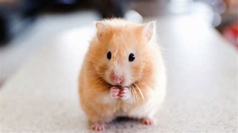 Shop Chuột Hamster Thuần Chủng Sạch Sẽ An Toàn